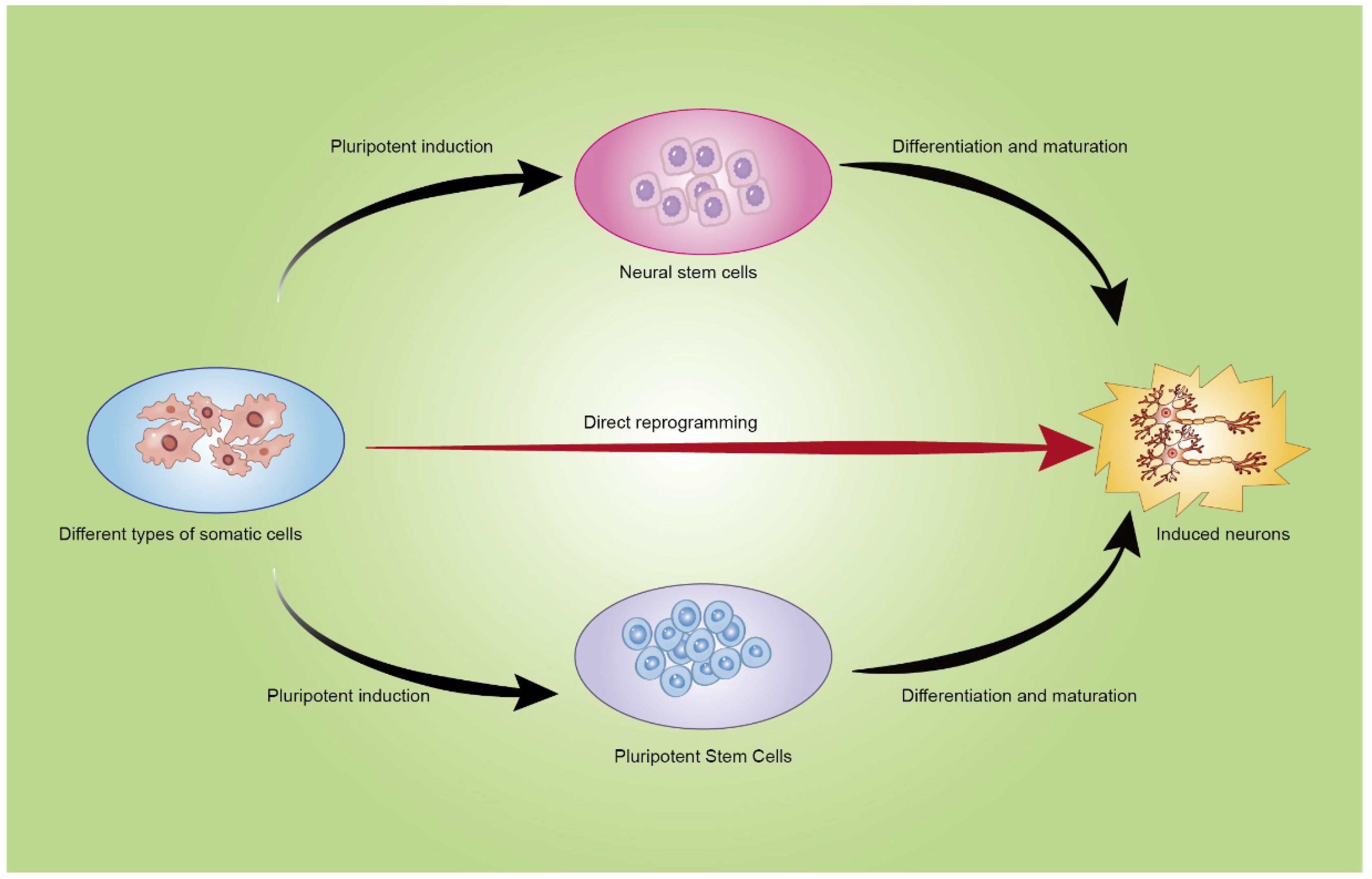Brain Sciences Free Full Text Somatic Cell Reprogramming For Brain Sciences Free Full Text Somatic Cell Reprogramming For