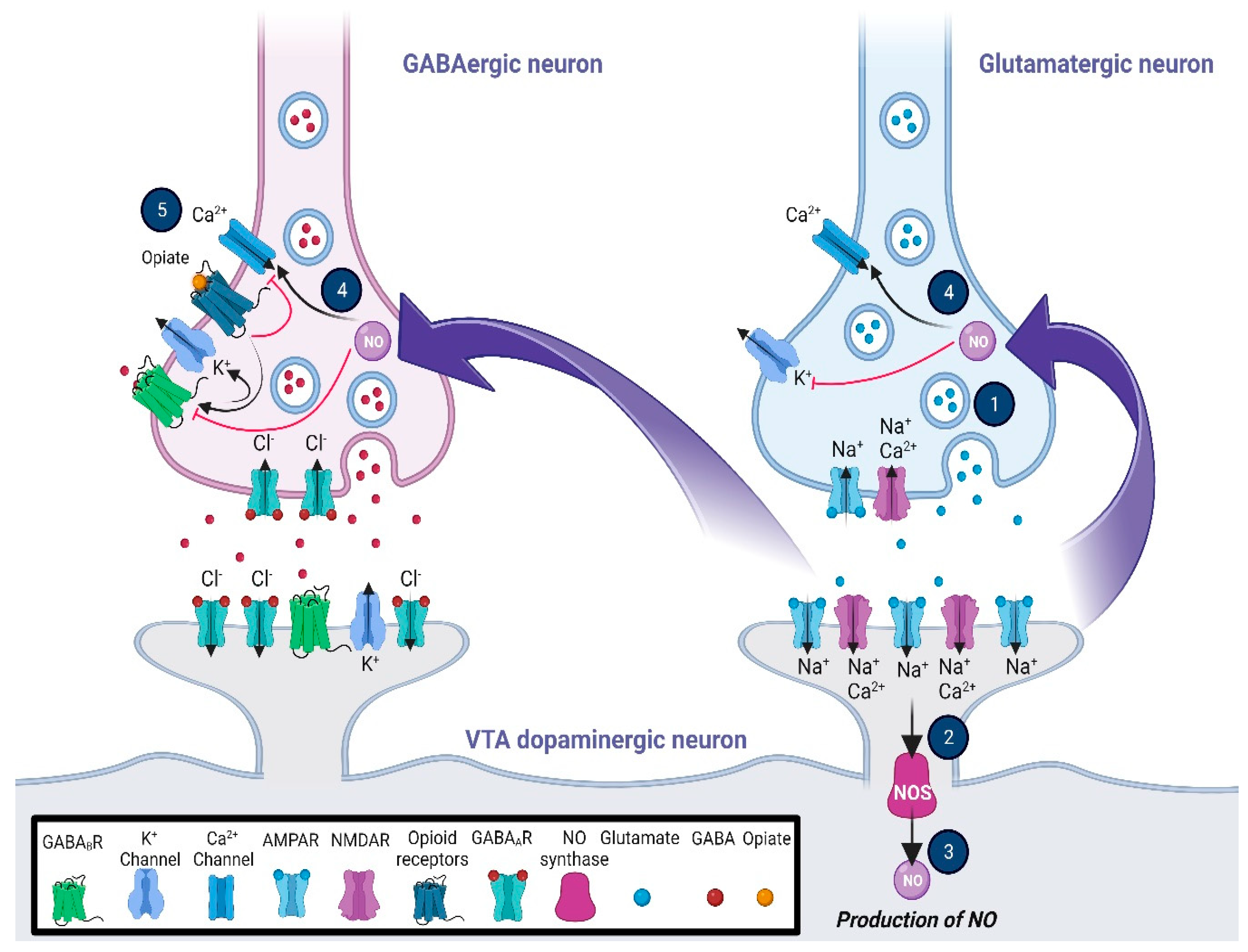 Brain Sciences Free Full Text Shared Mechanisms Of GABAergic And Brain Sciences Free Full Text Shared Mechanisms Of GABAergic And