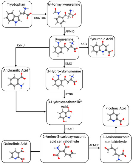 Brain Sciences | Free Full-Text | Indoleamine 2,3-Dioxygenase as a ...