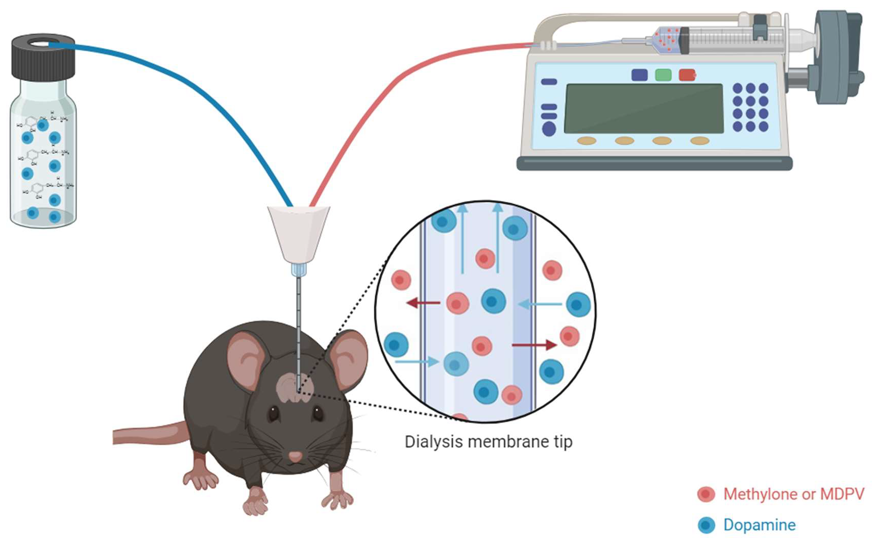 Brain Sciences | An Open Access Journal from MDPI