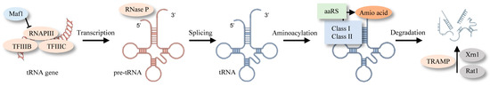 tRNA Modifications and Dysregulation: Implications for Brain Diseases