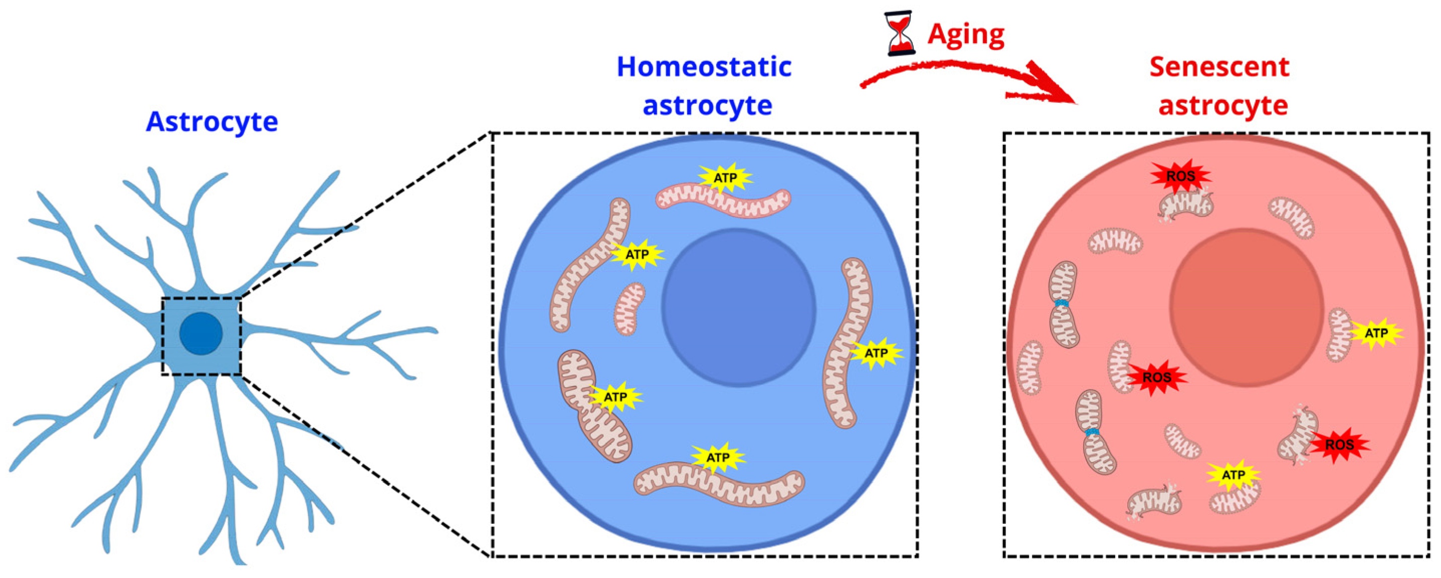 Senescent Astrocytes: A New Player in Brain Aging and Cognitive Decline