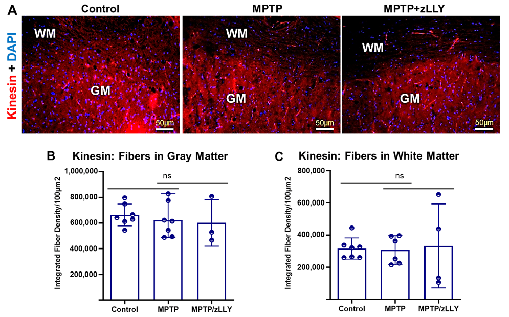 Calpain-2 Regulates Kinesin and Dynein Dysfunction in Neurotoxin ...