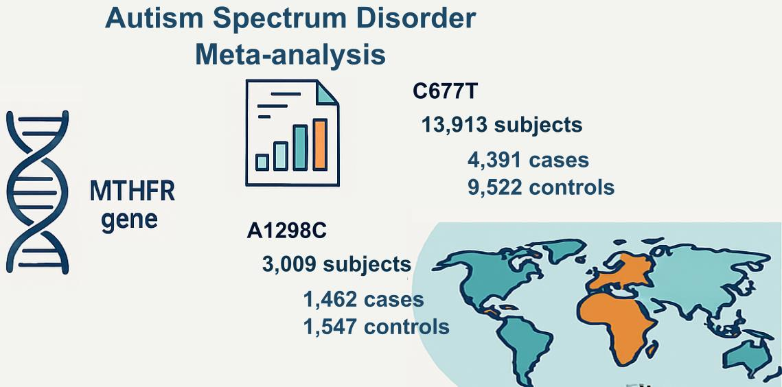 The Contribution of Ethnicity to the Association of MTHFR Variants ...