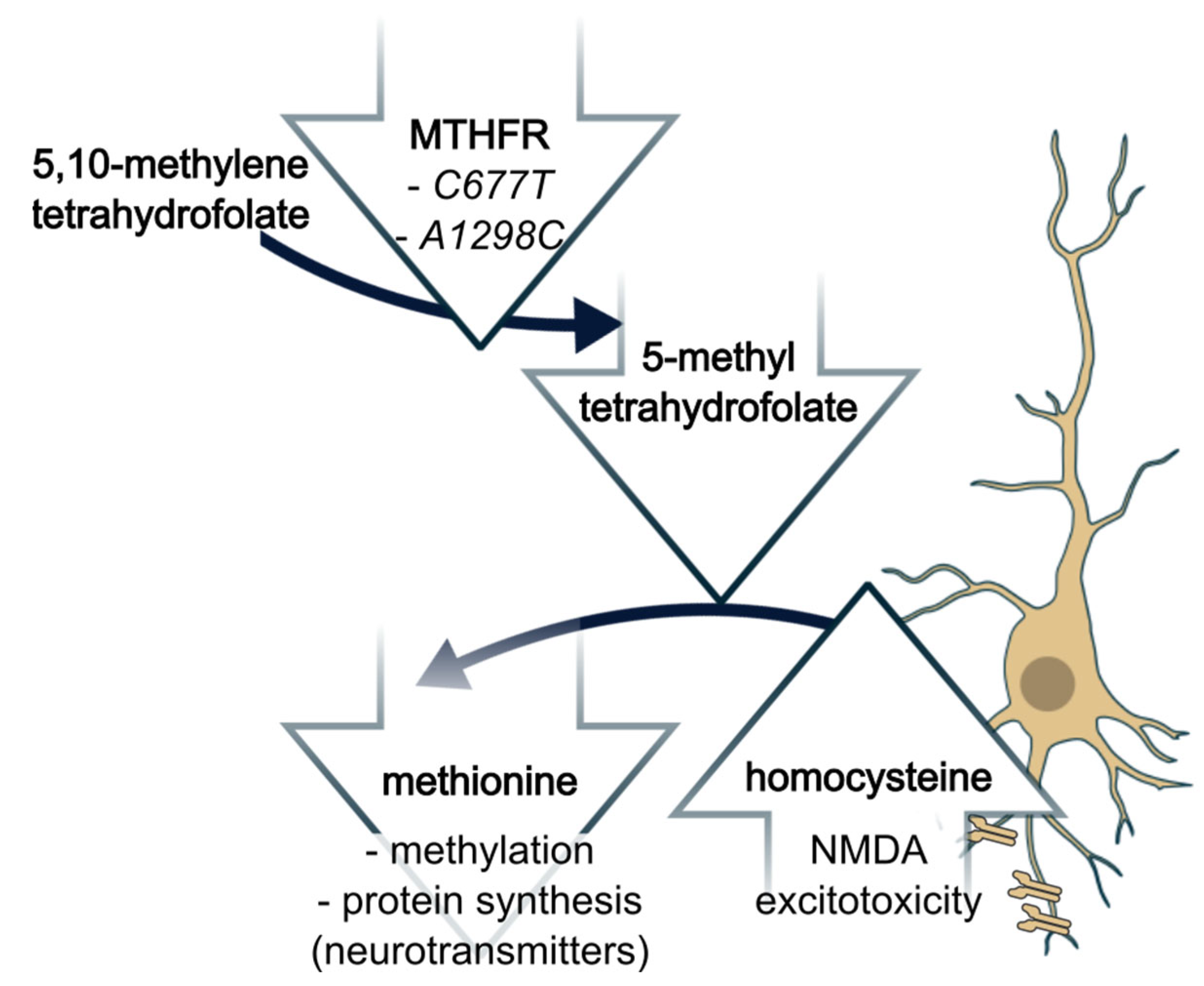 The Contribution of Ethnicity to the Association of MTHFR Variants ...