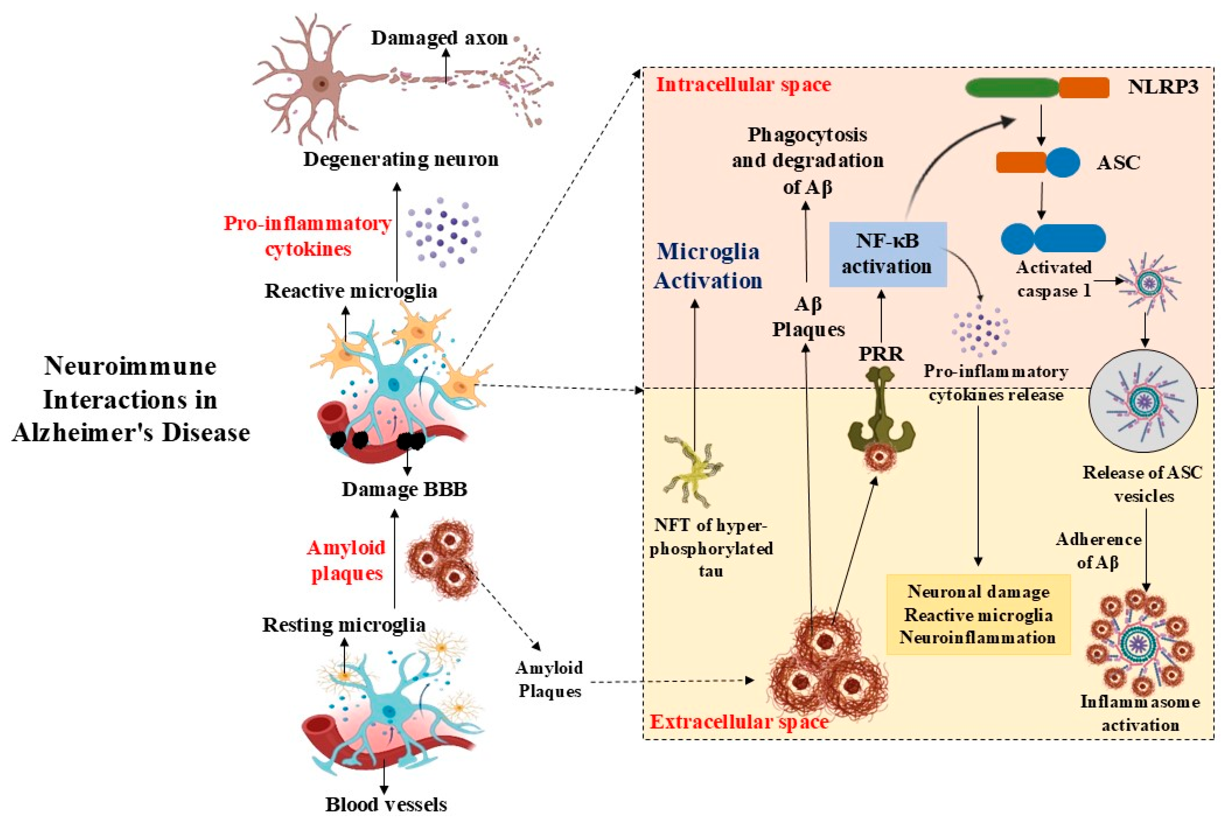Neuroimmune Interactions in Neurodegeneration: The Role of Microglia in ...