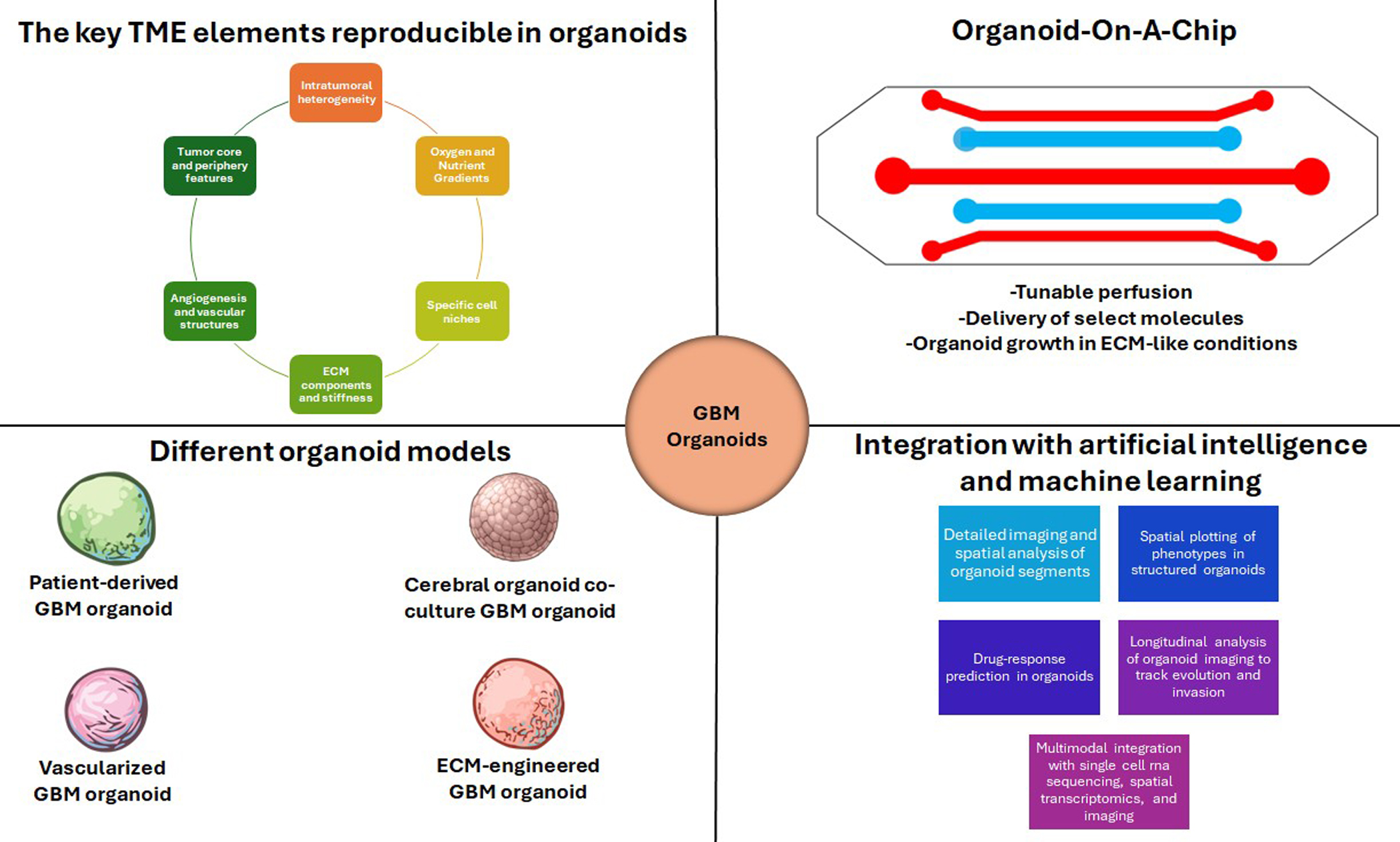 Organoids to Model Tumor Microenvironment in Progression of ...