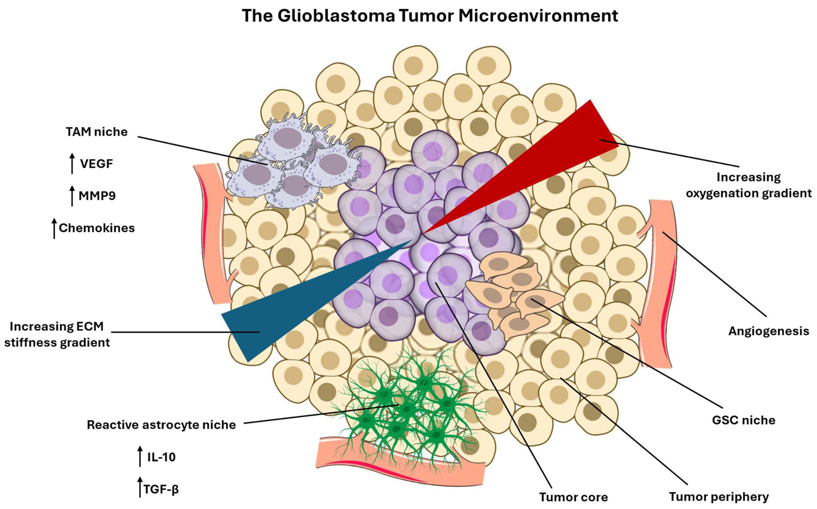 Organoids to Model Tumor Microenvironment in Progression of ...