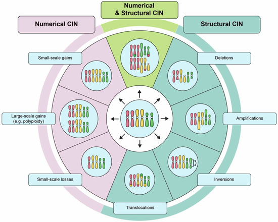 Detecting Chromosome Instability in Cancer: Approaches to Resolve Cell ...