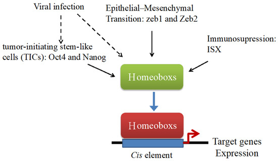 Homeobox Genes and Hepatocellular Carcinoma