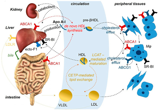 Apolipoprotein A-I (ApoA-I), Immunity, Inflammation and Cancer