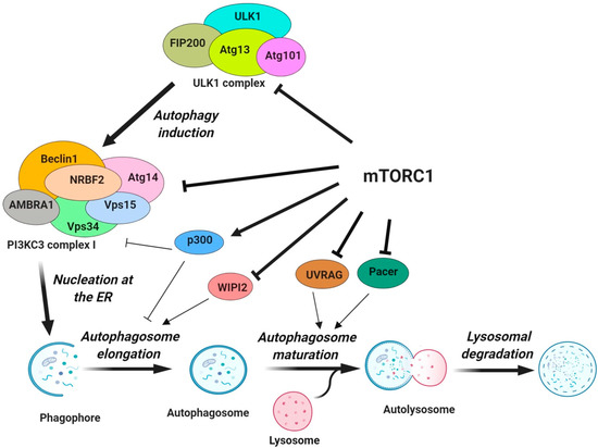 The Emerging Roles of mTORC1 in Macromanaging Autophagy
