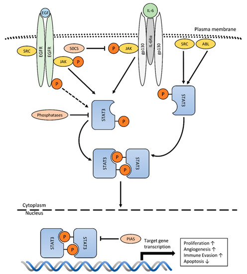 STAT3: Versatile Functions in Non-Small Cell Lung Cancer
