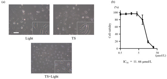 Vascular Shutdown by Photodynamic Therapy Using Talaporfin Sodium