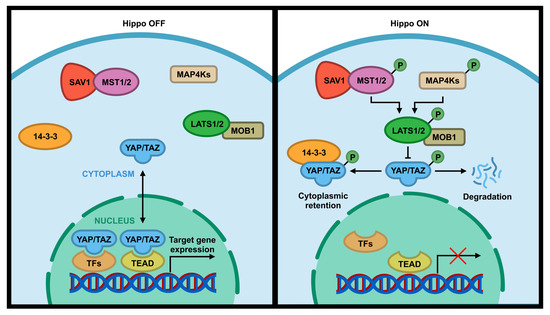 Interaction of the Hippo Pathway and Phosphatases in Tumorigenesis