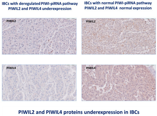Biopathological Significance of PIWI–piRNA Pathway Deregulation in ...