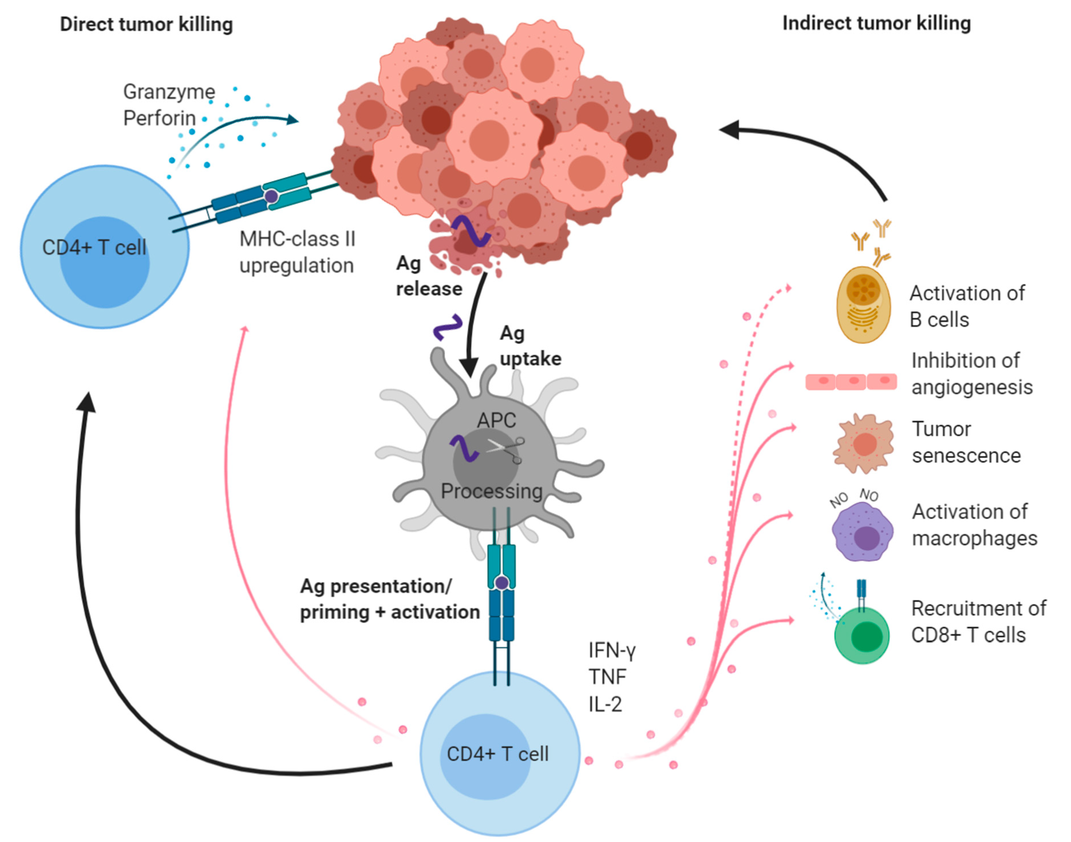 Cancers Free Full Text CD4 T Cells Multitasking Cells In The Duty Cancers Free Full Text CD4 T Cells Multitasking Cells In The Duty