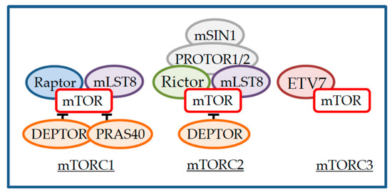 Combining mTOR Inhibitors and T Cell-Based Immunotherapies in Cancer ...