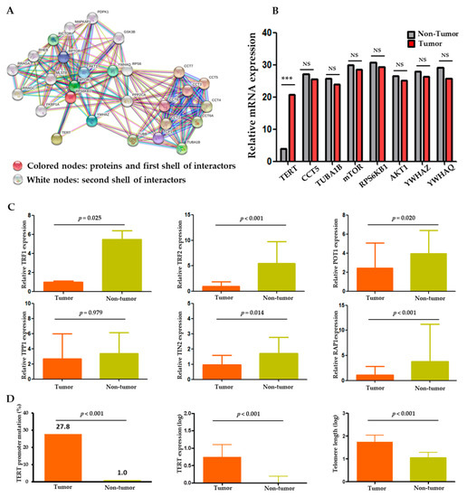 Significance of TERT Genetic Alterations and Telomere Length in ...