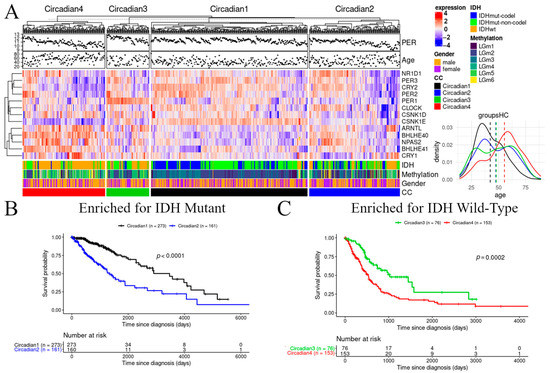 Association of Circadian Clock Gene Expression with Glioma Tumor ...