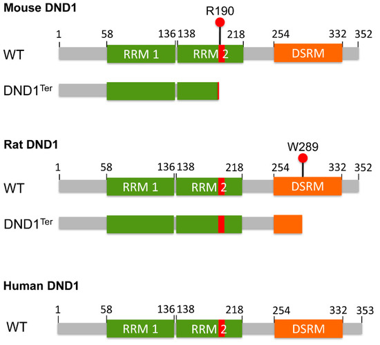 The Role of DND1 in Cancers