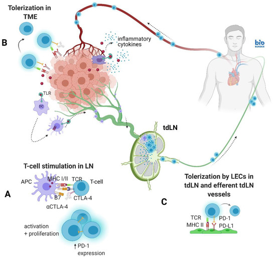 Enhanced T-Cell Priming and Improved Anti-Tumor Immunity through ...