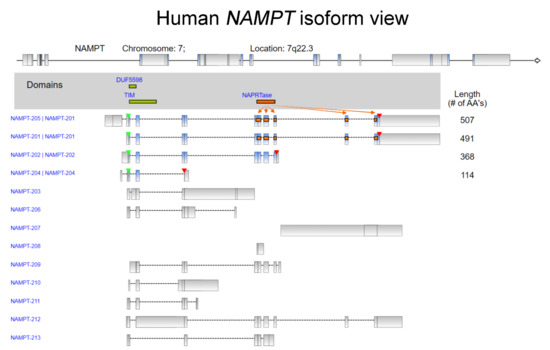 Updated Functional Roles of NAMPT in Carcinogenesis and Therapeutic Niches