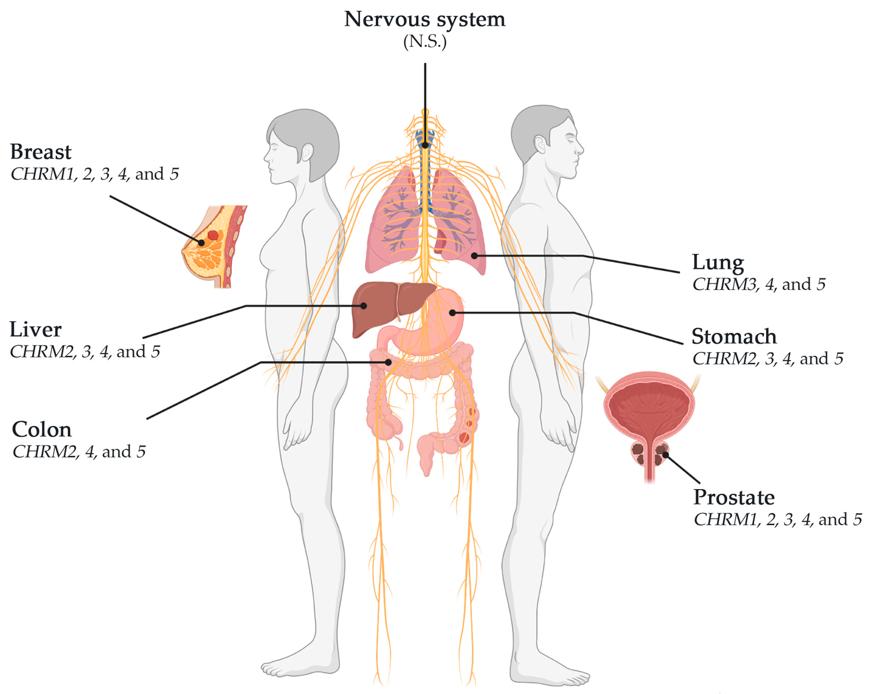 Cancers Free Full Text Muscarinic Receptors Associated With Cancer Cancers Free Full Text Muscarinic Receptors Associated With Cancer