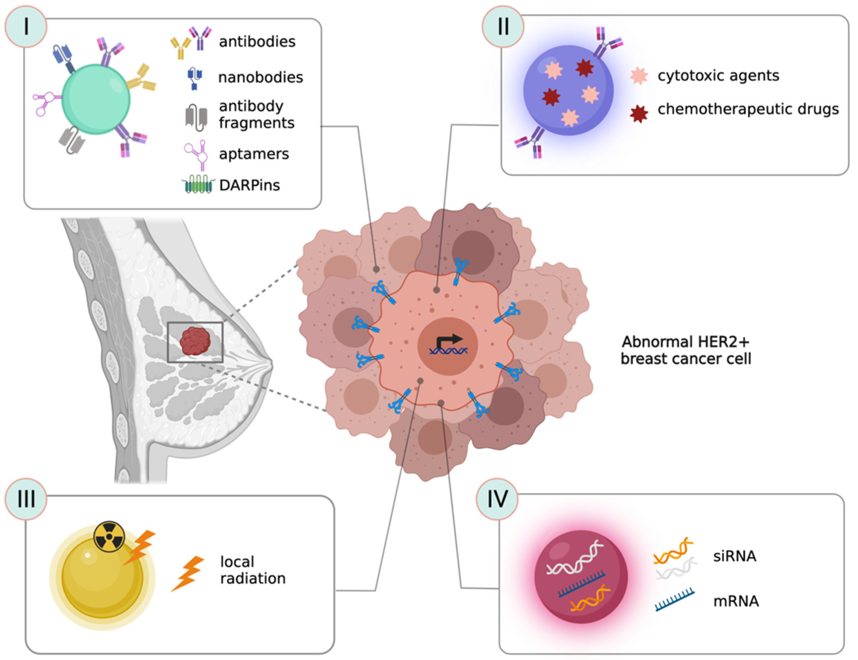 Cancers Free Full Text HER 2 Targeted Nanoparticles For Breast Cancers Free Full Text HER 2 Targeted Nanoparticles For Breast