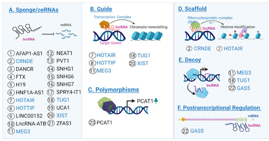 Discovery and Validation of Clinically Relevant Long Non-Coding RNAs in ...