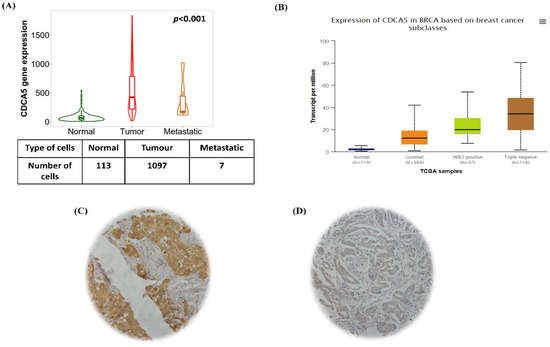 Mechanistic and Clinical Evidence Supports a Key Role for Cell Division ...