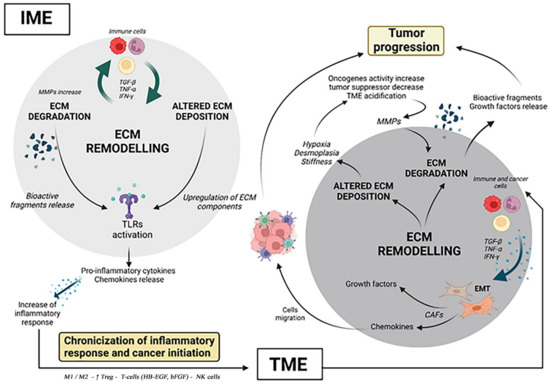 The Study of the Extracellular Matrix in Chronic Inflammation: A Way to ...