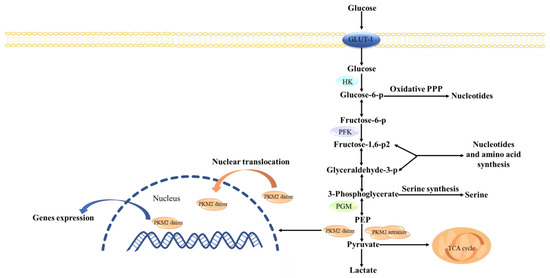 Novel Specific Pyruvate Kinase M2 Inhibitor, Compound 3h, Induces ...