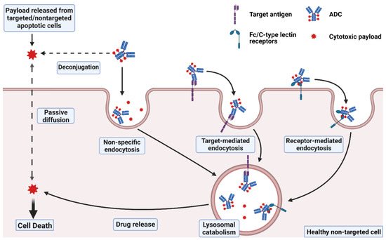 Mechanisms of ADC Toxicity and Strategies to Increase ADC Tolerability