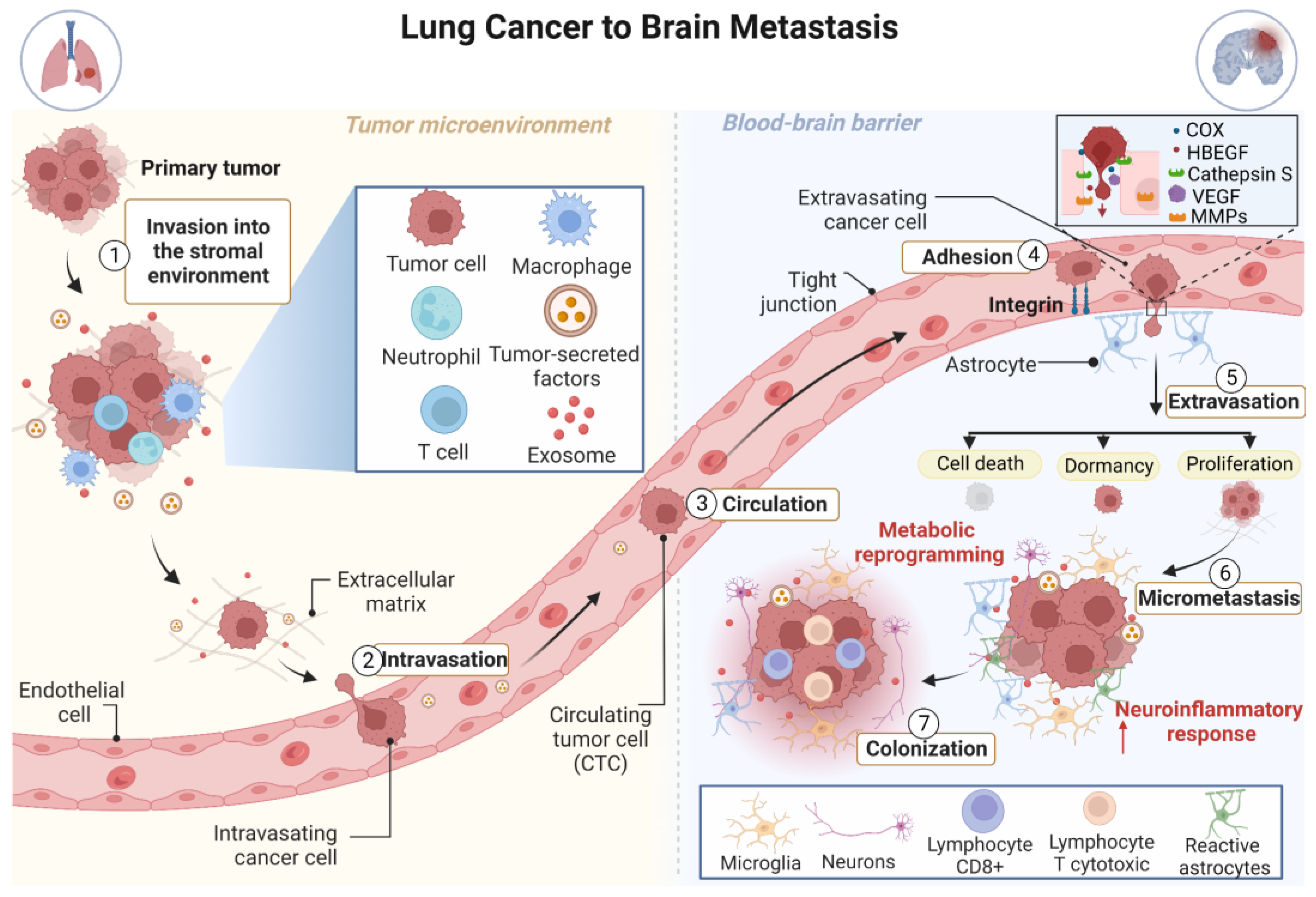 Cancers Free Full Text Advances In The Molecular Landscape Of Lung Cancers Free Full Text Advances In The Molecular Landscape Of Lung