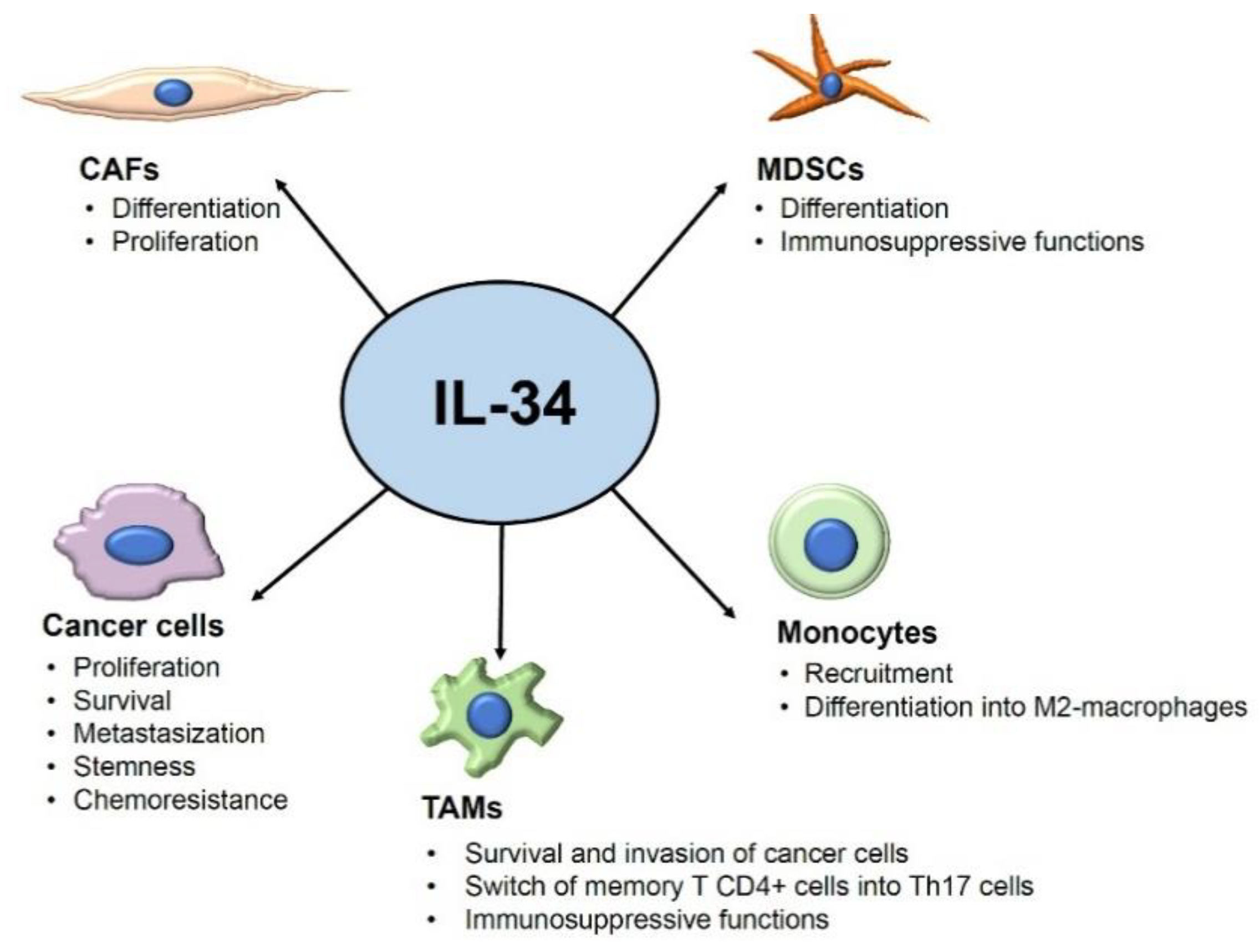 Cancers Free Full Text Targeted Therapy Of Interleukin 34 As A Cancers Free Full Text Targeted Therapy Of Interleukin 34 As A
