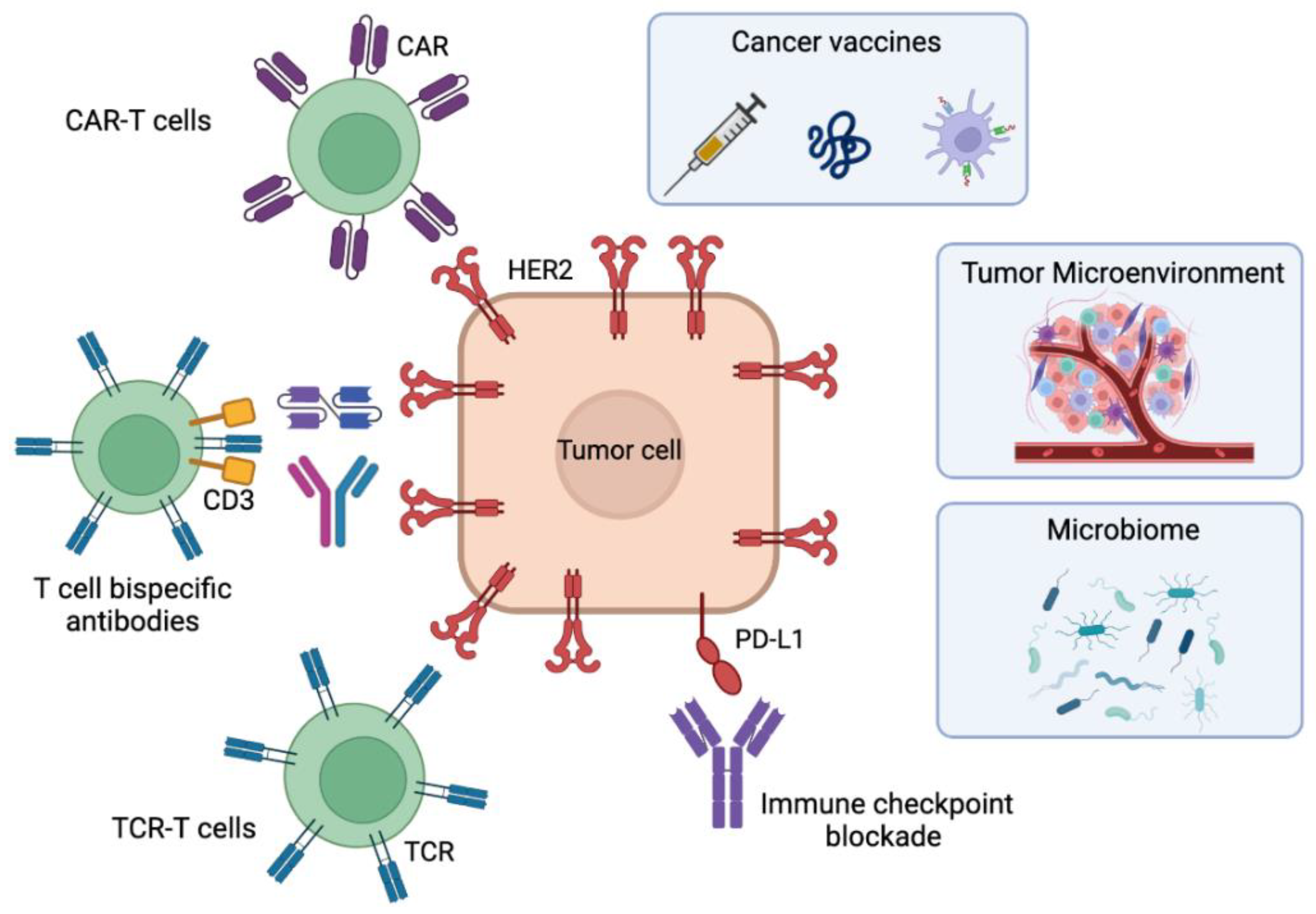 Immunotherapies Against HER2 Positive Breast Cancer Immunotherapies Against HER2 Positive Breast Cancer