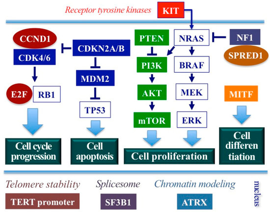 Current Trends in Mucosal Melanomas: An Overview