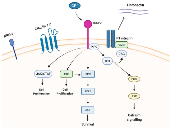Overview of Trop-2 in Cancer: From Pre-Clinical Studies to Future ...