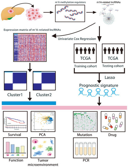 Cancers | Free Full-Text | Integrated Analysis of N1-Methyladenosine ...