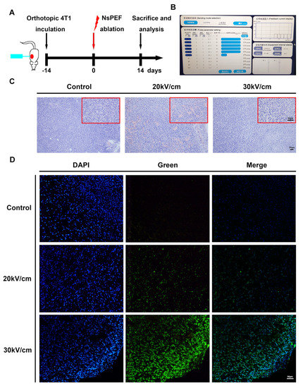 Nanosecond Pulsed Electric Field Induces an Antitumor Effect in Triple ...