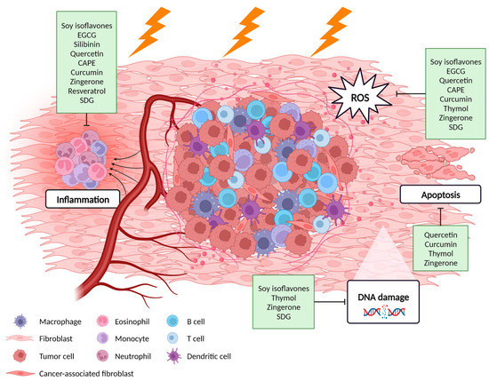 Polyphenols as Potential Protectors against Radiation-Induced Adverse ...