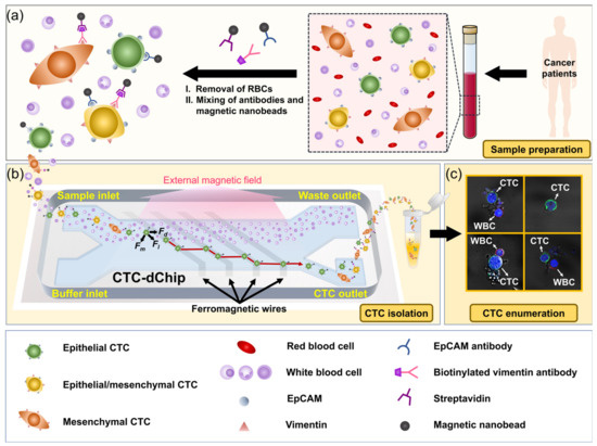 Effective Circulating Tumor Cell Isolation Using Epithelial and ...