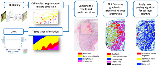 A Deep Learning Onion Peeling Approach to Measure Oral Epithelium Layer ...
