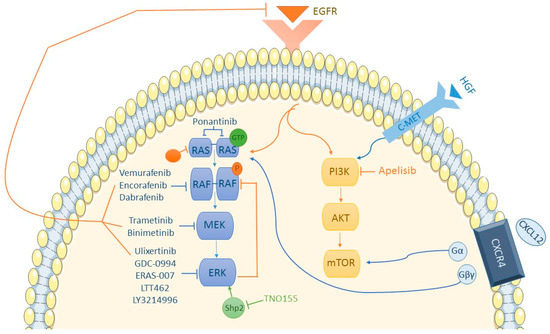 BRAF Inhibitors in Metastatic Colorectal Cancer and Mechanisms of ...