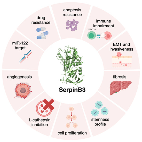 SerpinB3: A Multifaceted Player in Health and Disease—Review and Future ...