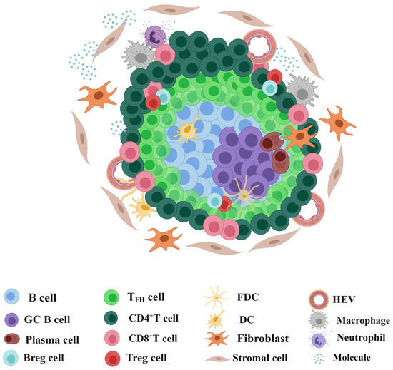 Tertiary Lymphoid Structures in Microorganism-Related Cancer