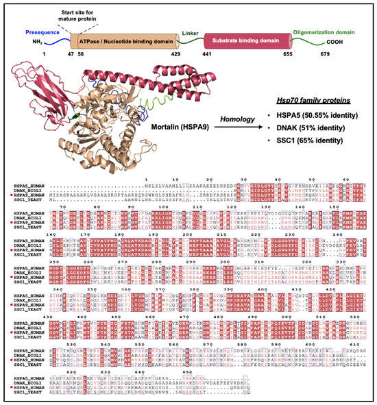 Synthetic and Natural Inhibitors of Mortalin for Cancer Therapy