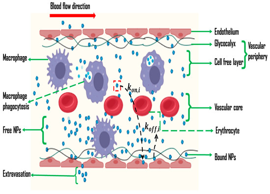 Advancing Cancer Drug Delivery with Nanoparticles: Challenges and ...