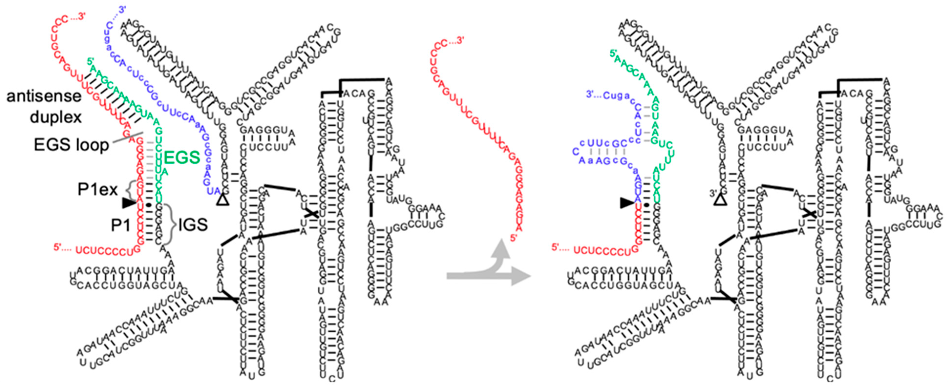 Repair of Mutated NF1 mRNA with Trans-Splicing Group I Intron Ribozymes